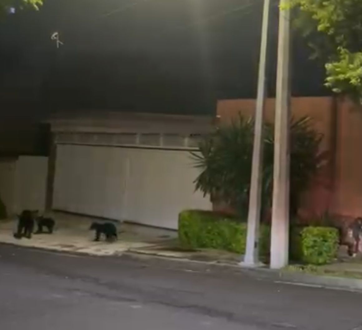 Oso y tres cachorros son guiados de regreso a su hábitat en San Pedro ...